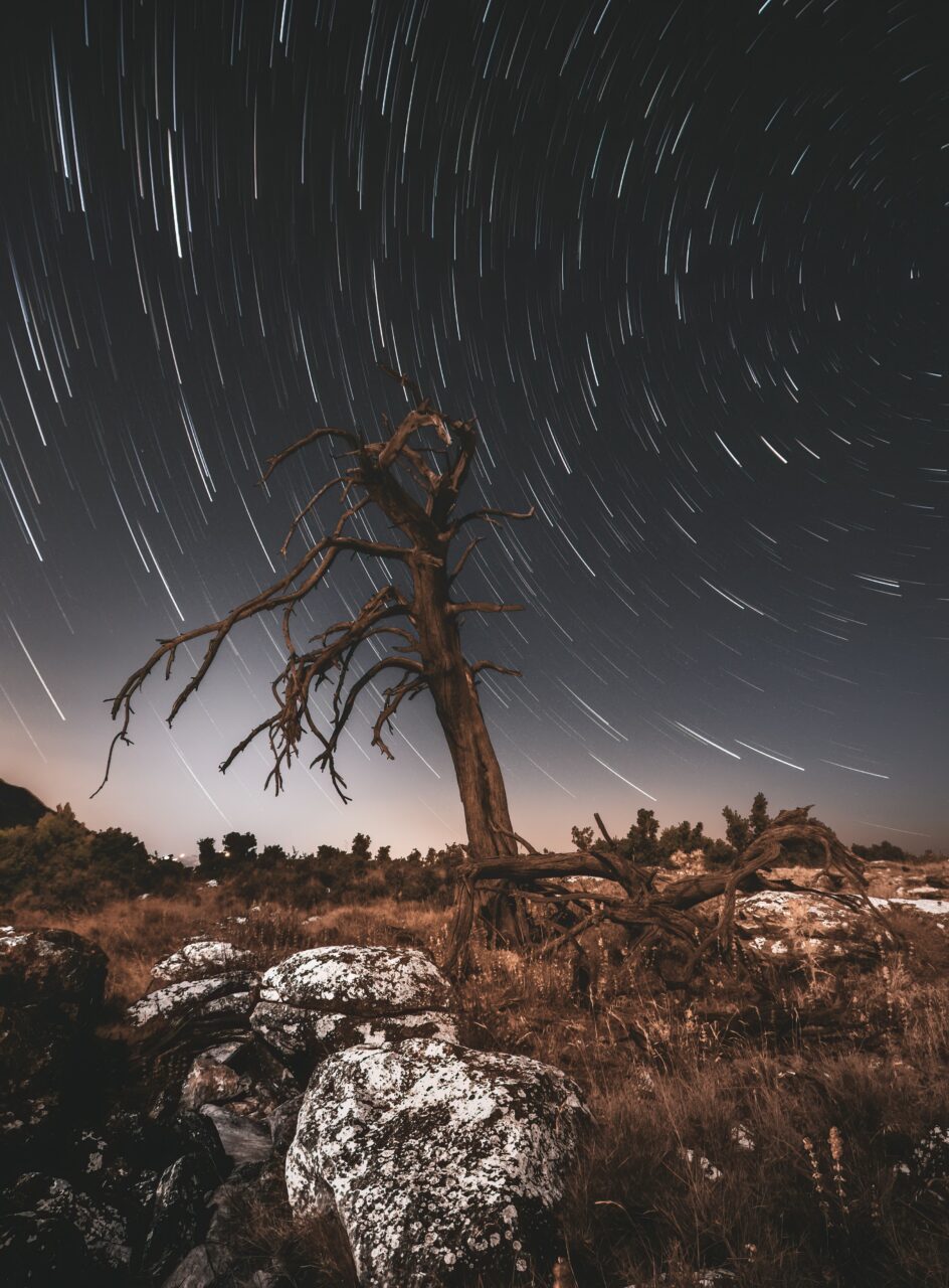 Gnarled Driftwood Tree Under Star Trails Night Wallpaper | Background ...