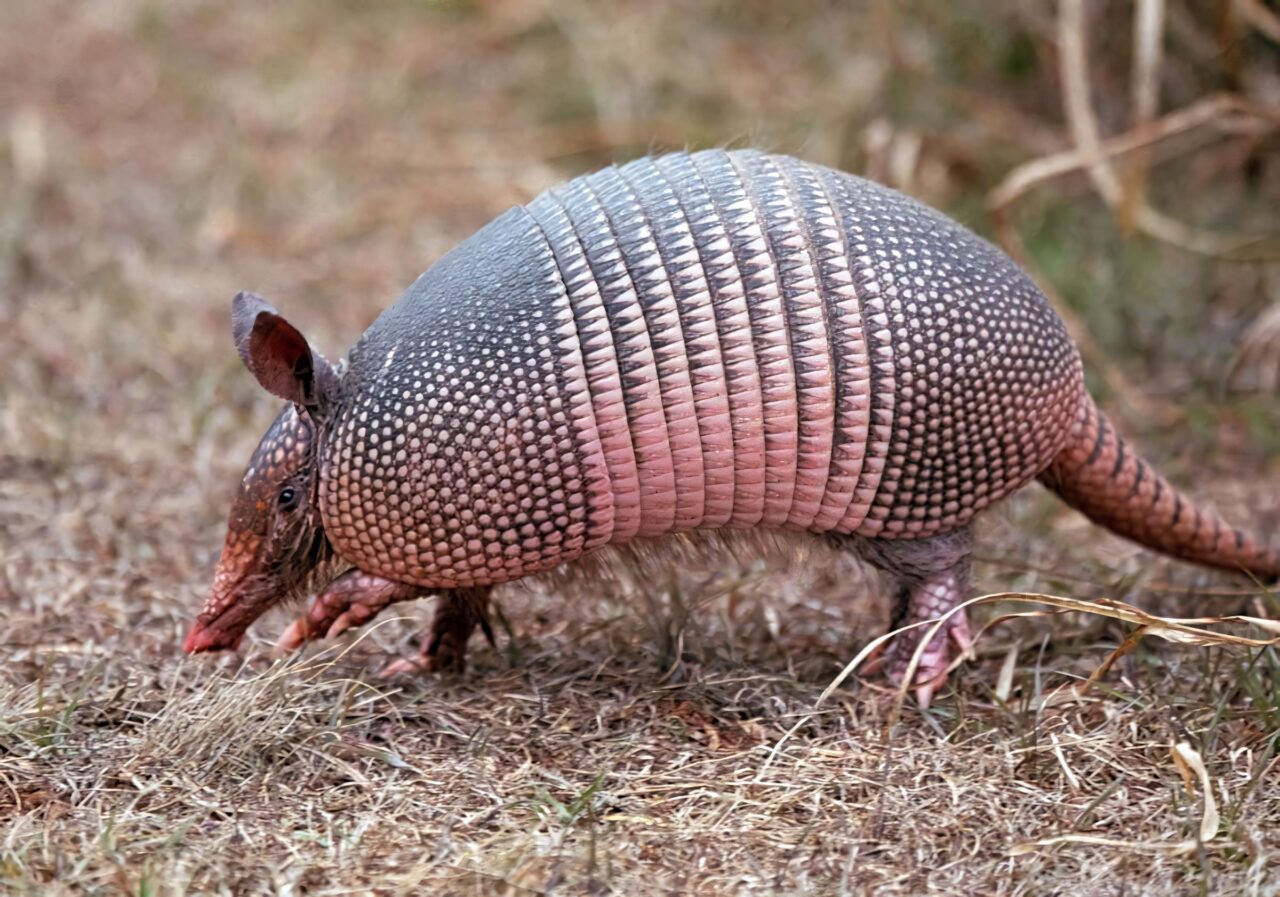 Nine-Banded Armadillo in Grassy Habitat Wallpaper | Background FREE ...