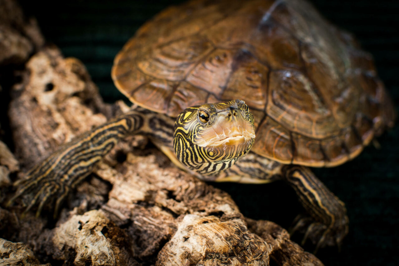 Northern Map Turtle Close-Up Shell Detail Wallpaper | Background FREE ...