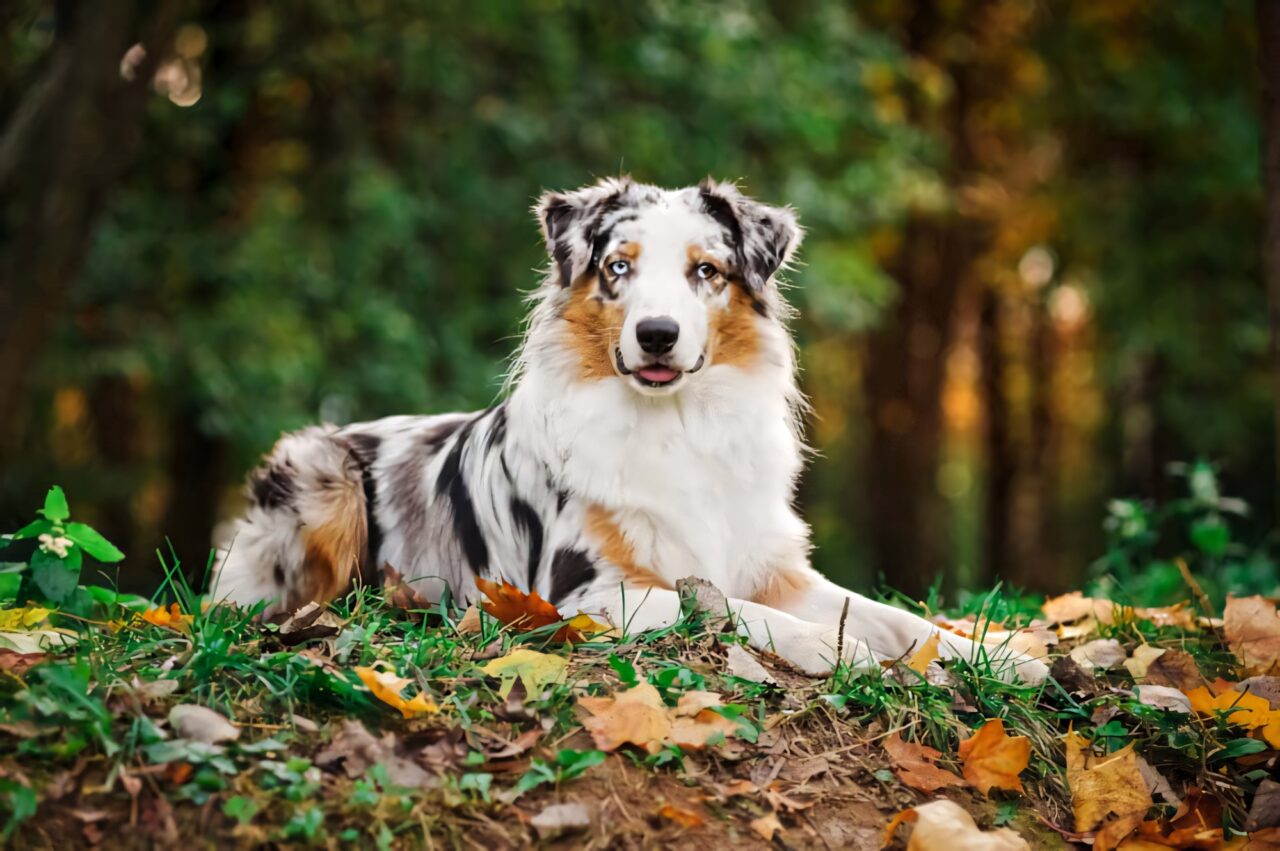 Australian Shepherd Relaxing on Autumn Leaves Forest Wallpaper ...