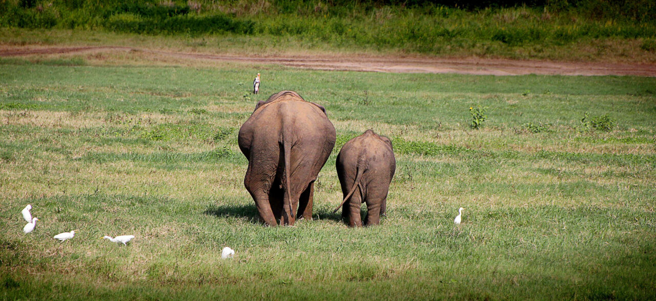 Elephants and Birds in Nature Wallpaper | Background FREE Download ...