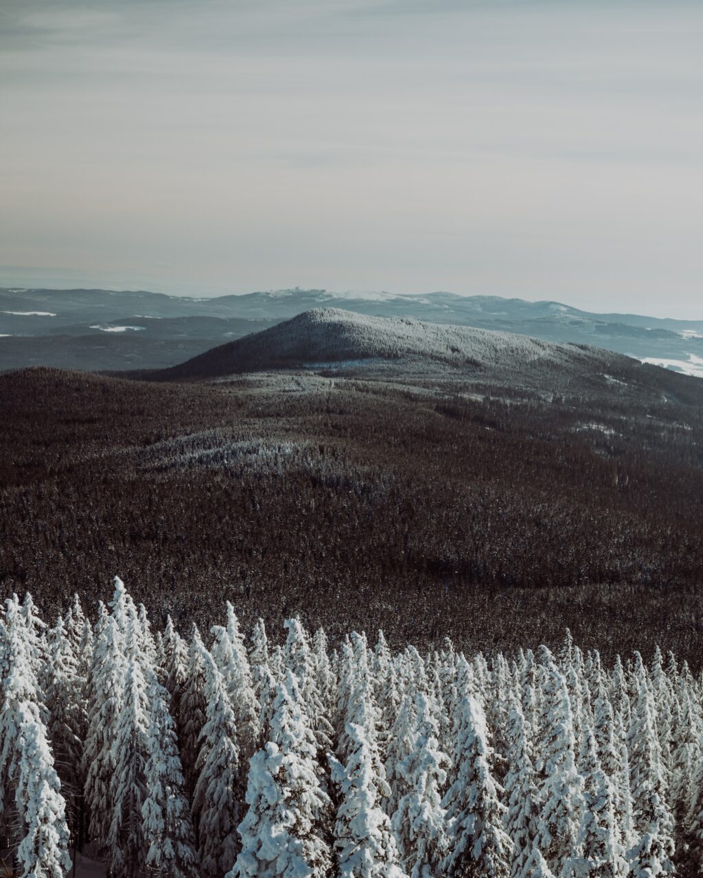 Peaceful Winter Snowy Trees and Mountains Fog Wallpaper | Background ...