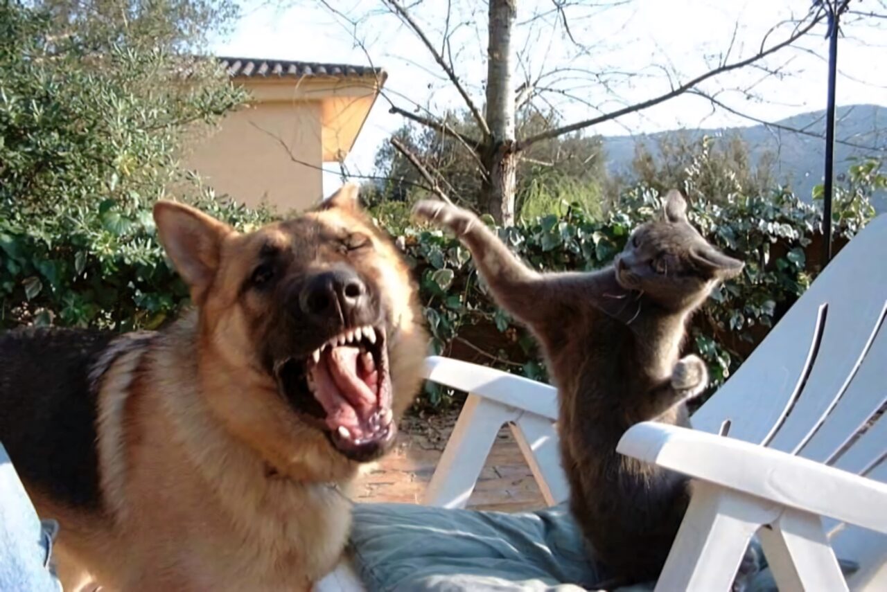 Playful German Shepherd and Cat Mock Fight Outdoor Wallpaper ...