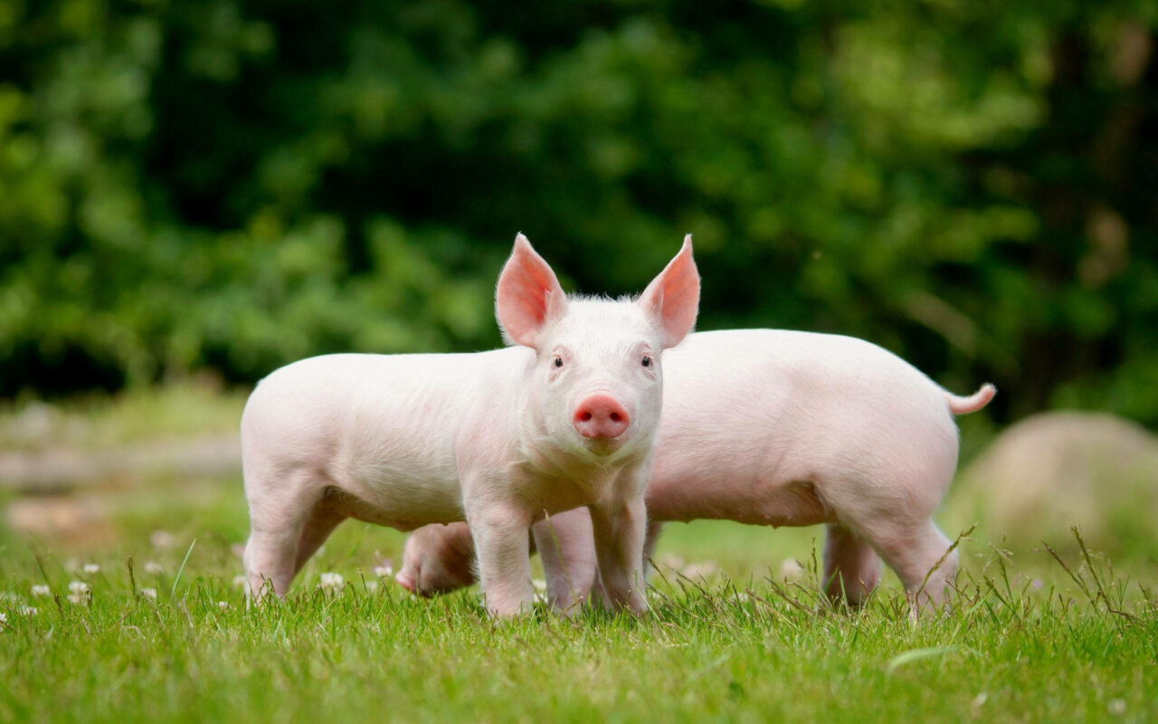 Adorable Pigs on Green Farm Wallpaper | Background FREE Download ...