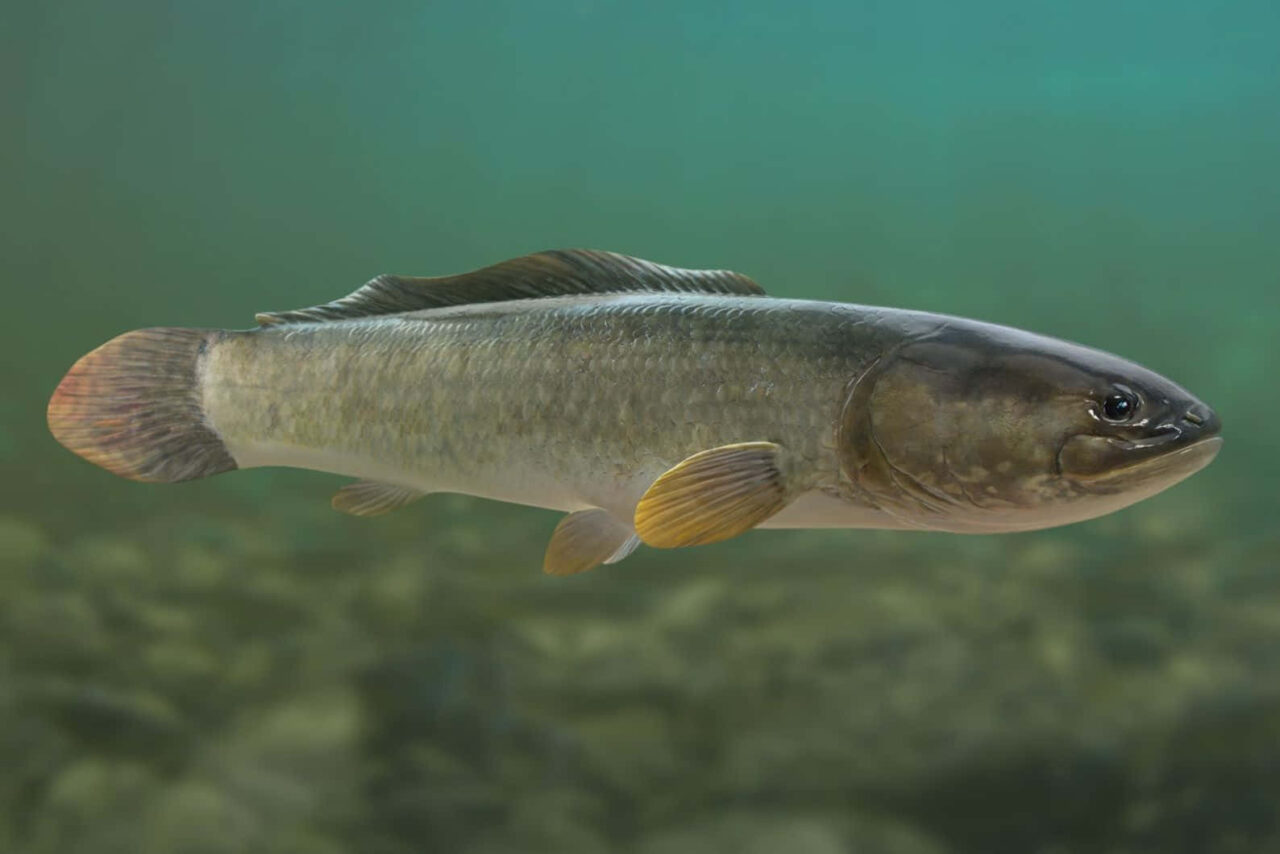 Realistic Bowfin Fish Swimming Freshwater Scene Wallpaper | Background ...