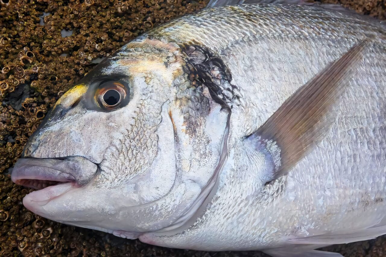 Detailed Bream Fish Scales and Fins Natural Silver Wallpaper ...