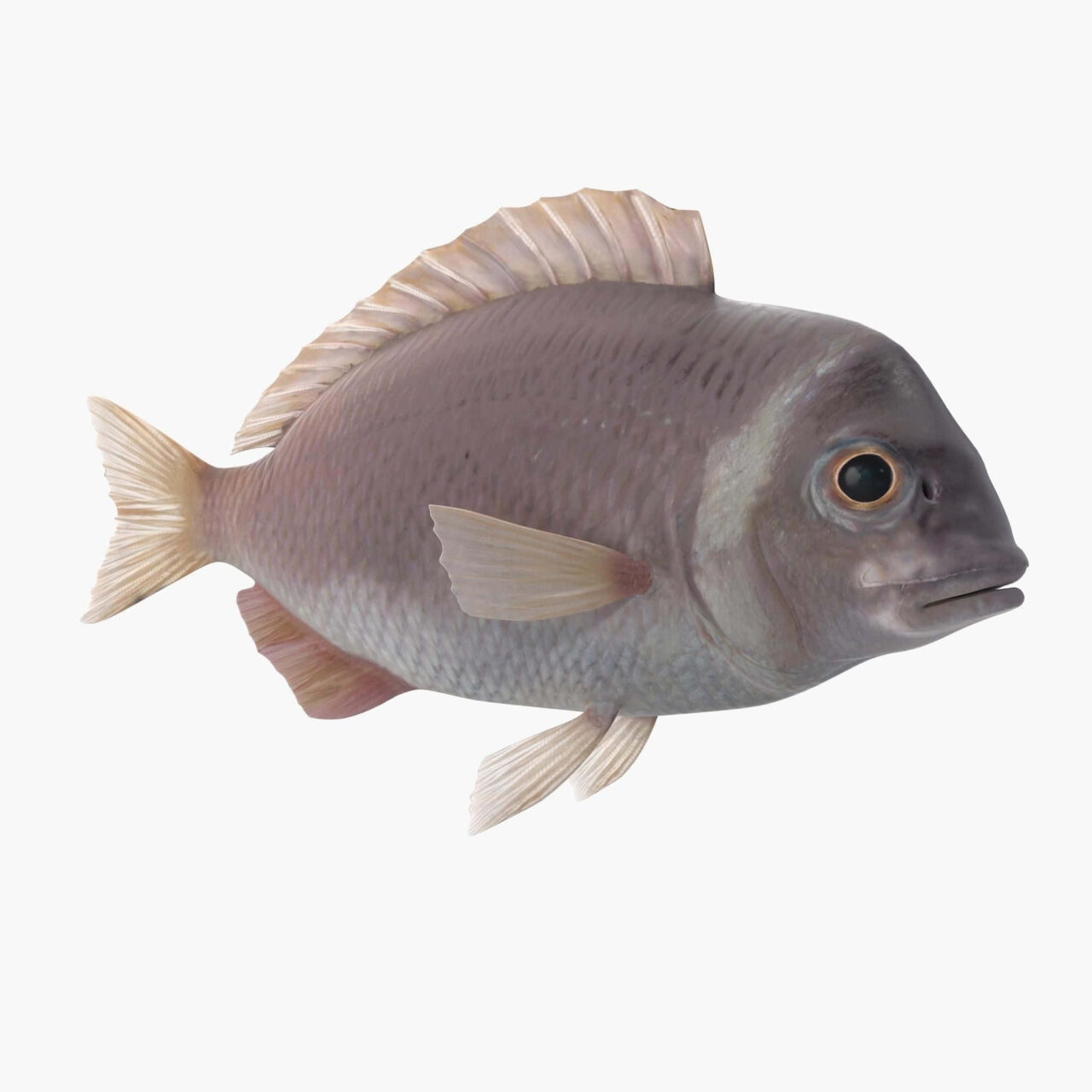 Lifelike Bream Fish Digital Art for Underwater Wallpaper | Background ...