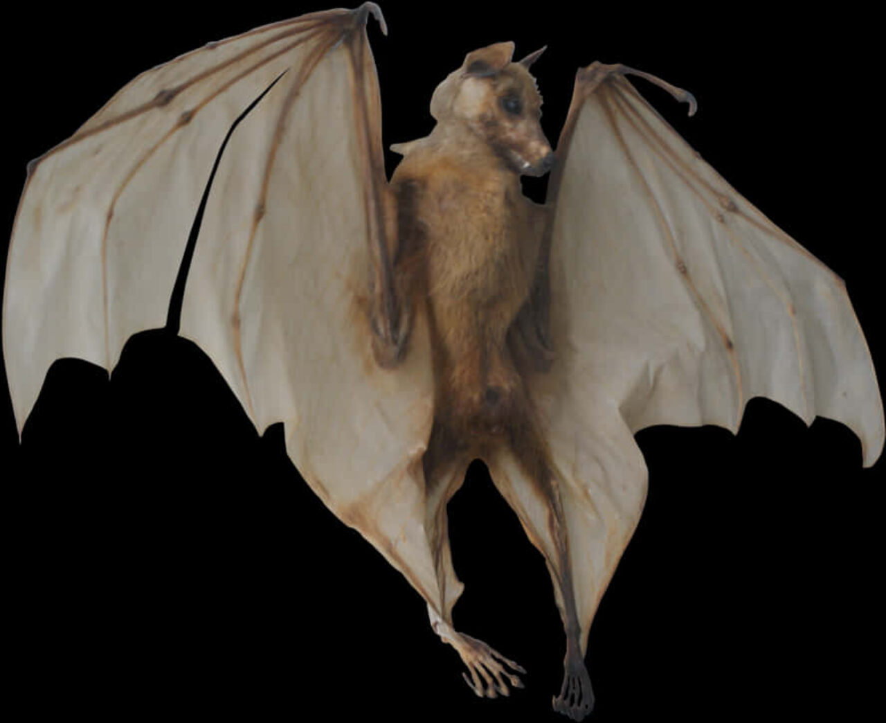 Flying Bat in Flight Wallpaper | Background FREE Download - Vulplex.com