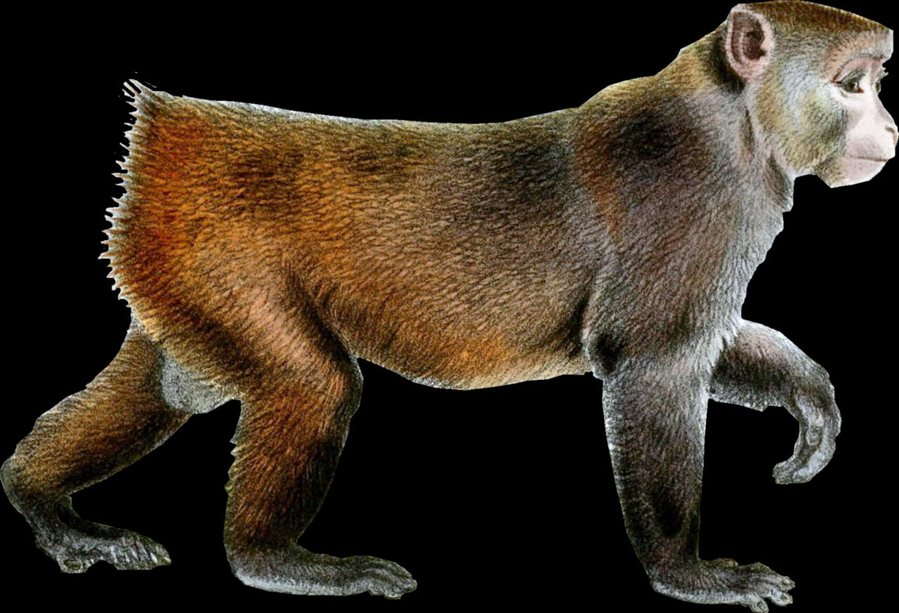 Realistic Monkey Profile Wallpaper | Background FREE Download - Vulplex.com