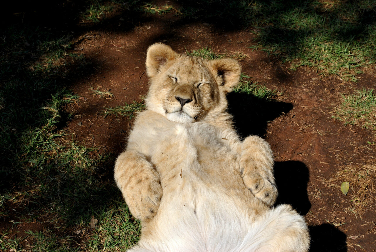 Serene Lion Cub Relaxation Wallpaper | Background FREE Download ...