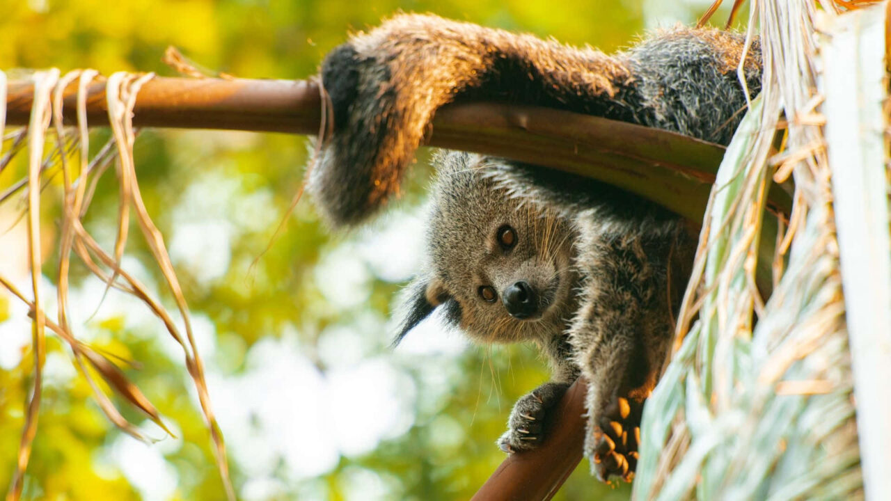 Relaxing Binturong on Tree Branch in Sunlight Wallpaper | Background ...