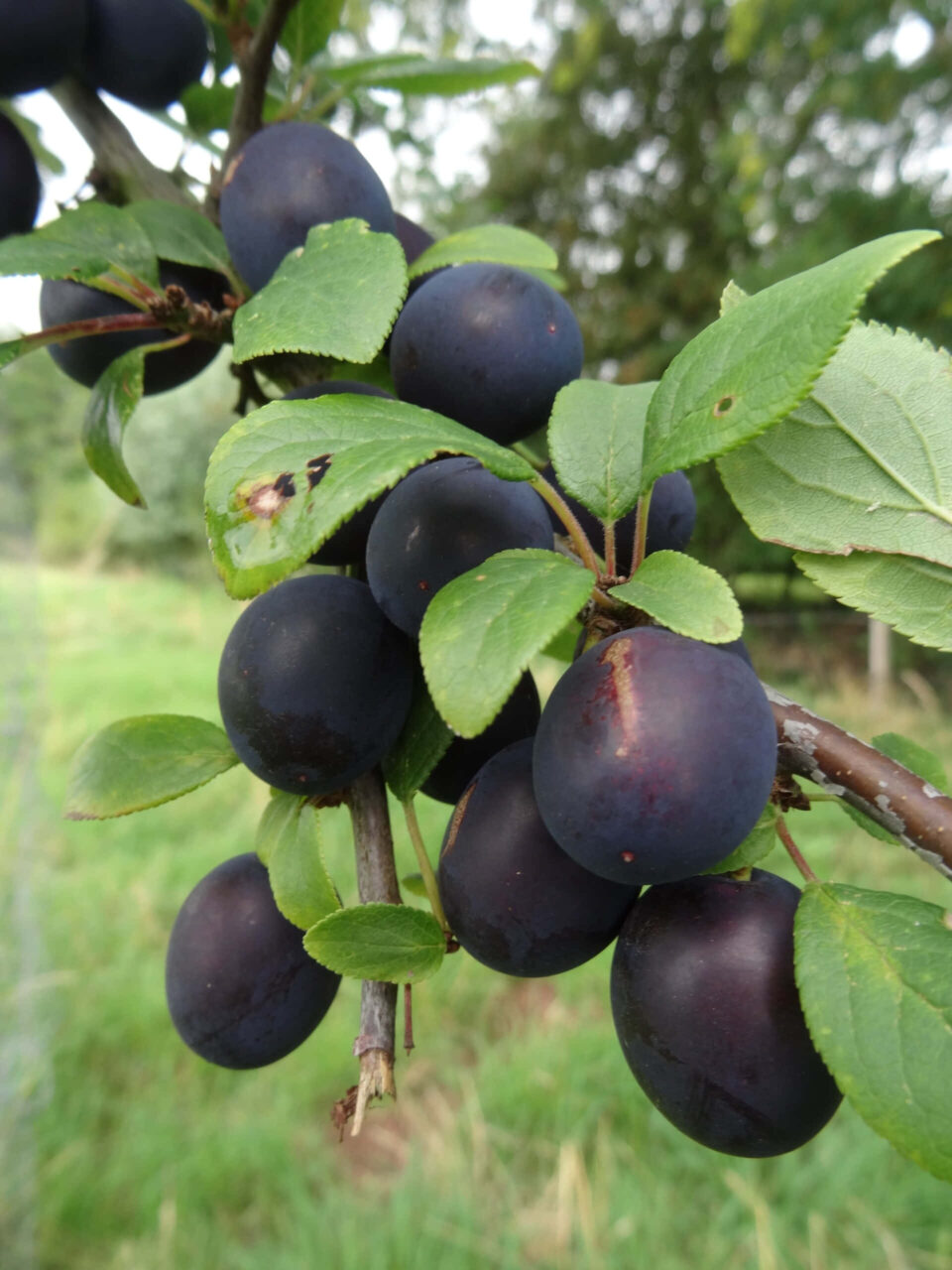 Ripe Damson Plums on Branch Fresh Orchard Wallpaper | Background FREE ...