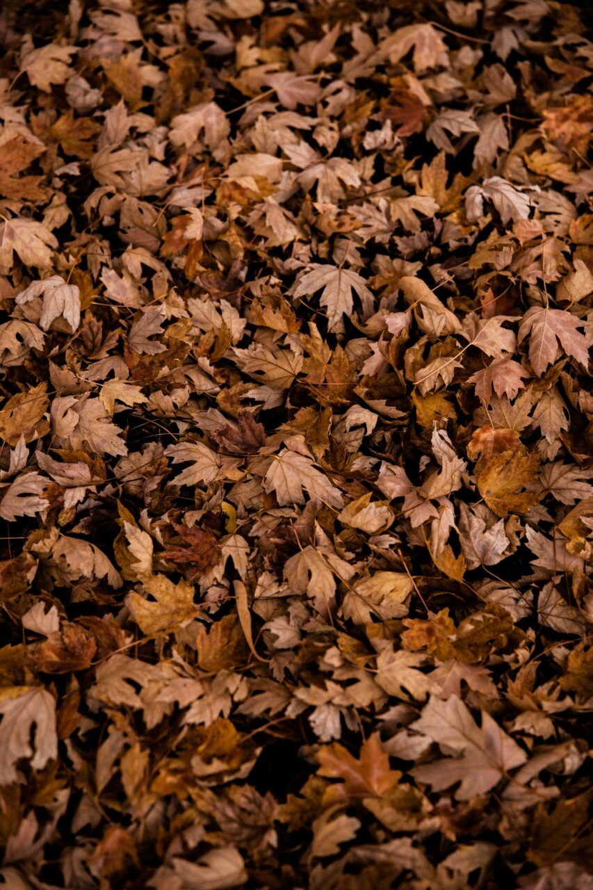 Autumn Maple Leaves in Golden Brown Texture Wallpaper | Background FREE ...