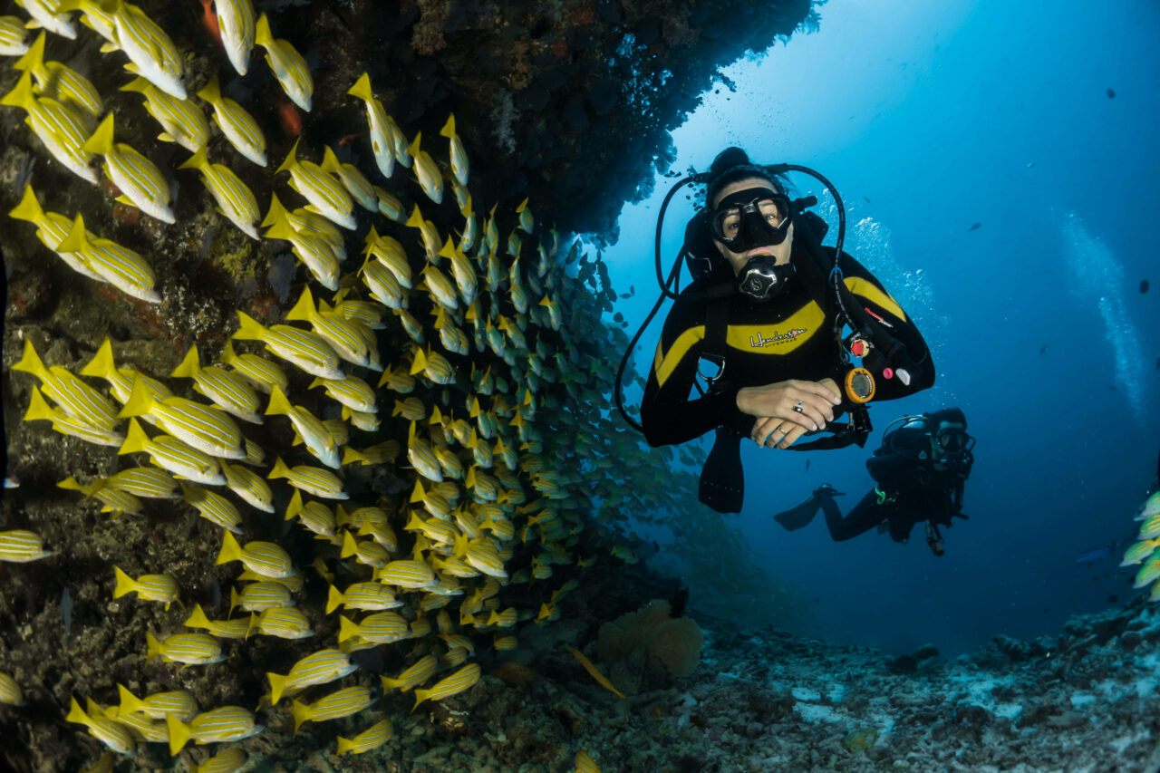 Vibrant Underwater Scuba Dive with Yellowtail Fish Wallpaper ...