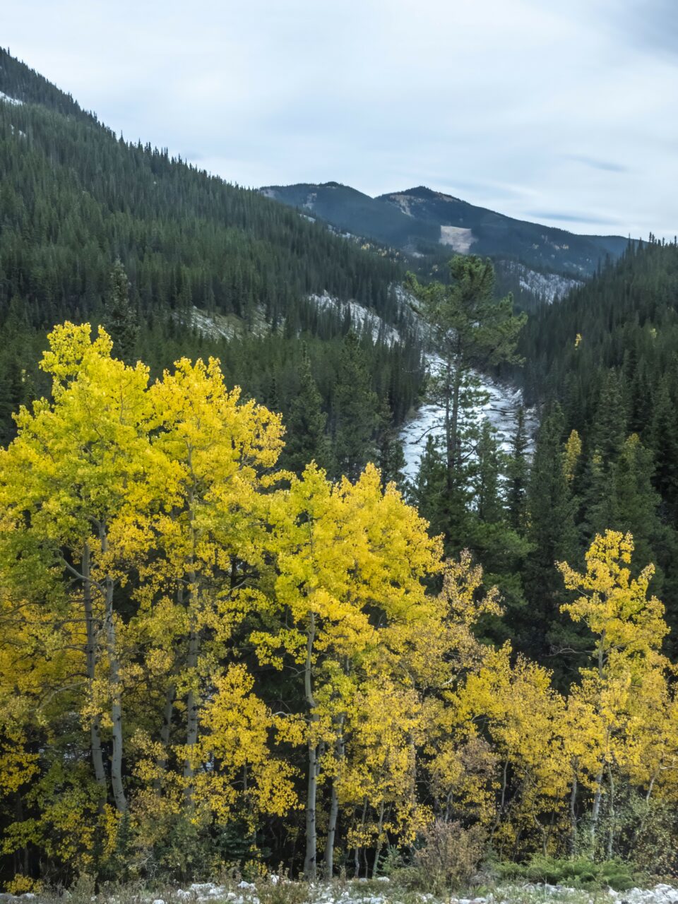 Vibrant Autumn Mountain Valley Yellow Trees Wallpaper | Background FREE ...