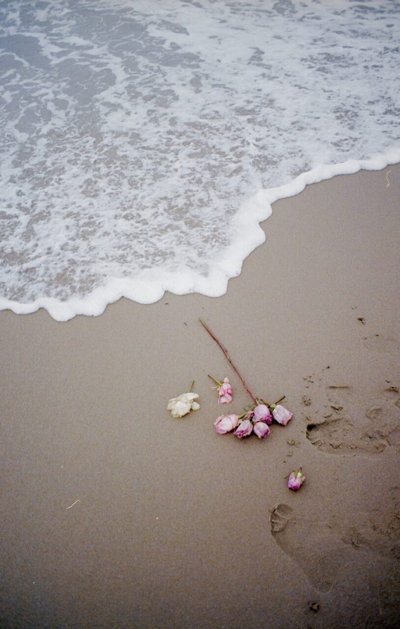 Serene Beach with Elegant Roses Wallpaper | Background FREE Download ...