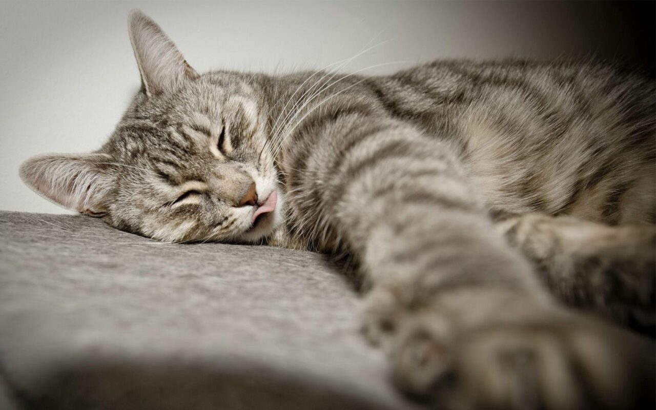 Relaxed Cat Serenity Wallpaper | Background FREE Download - Vulplex.com