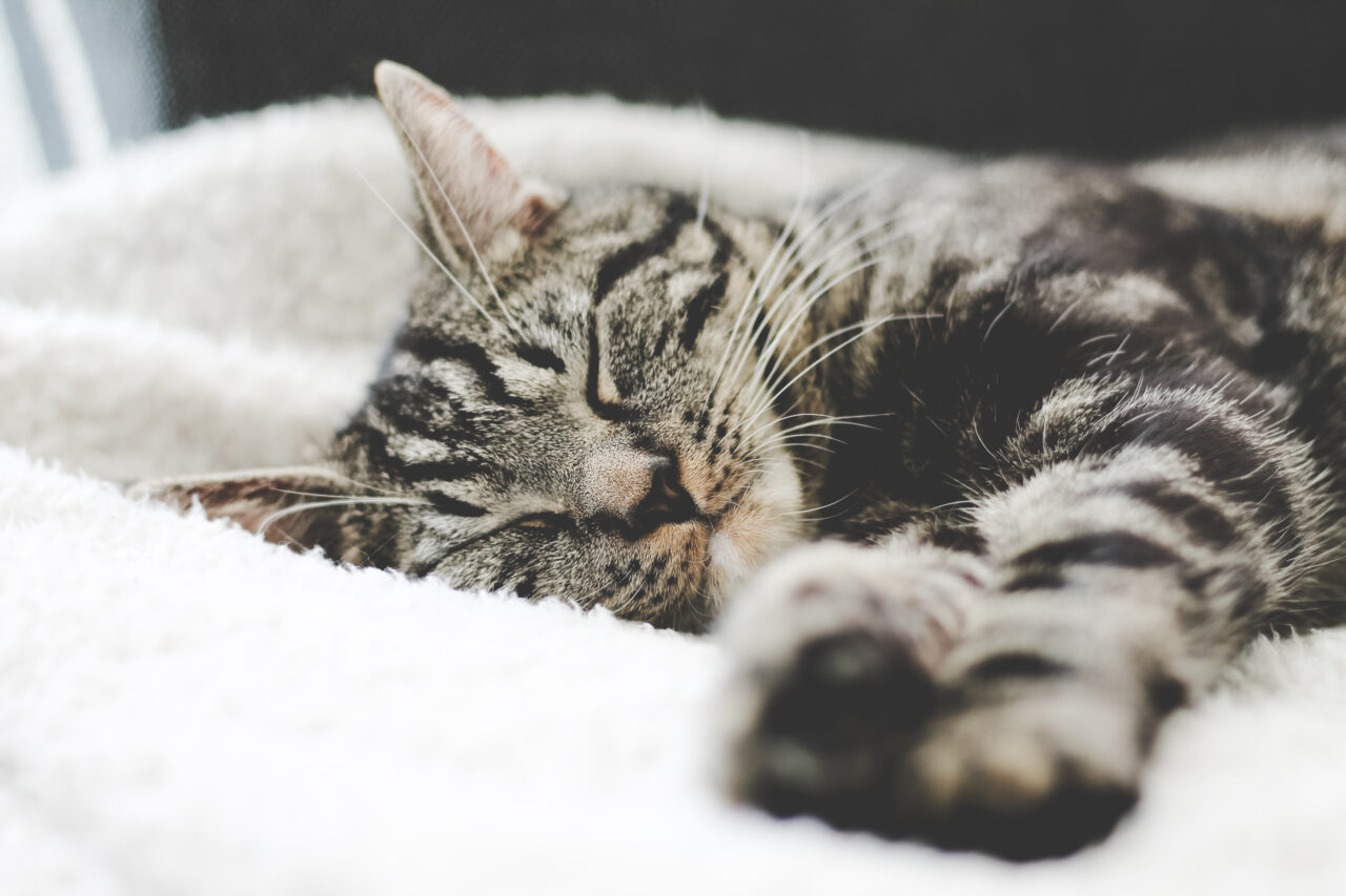 Cozy Cat Nap Wallpaper | Background FREE Download - Vulplex.com