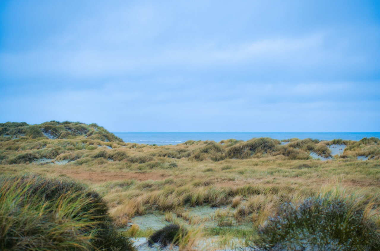 Serene Coastal Dunes and Grasses Calm Sea Wallpaper | Background FREE ...