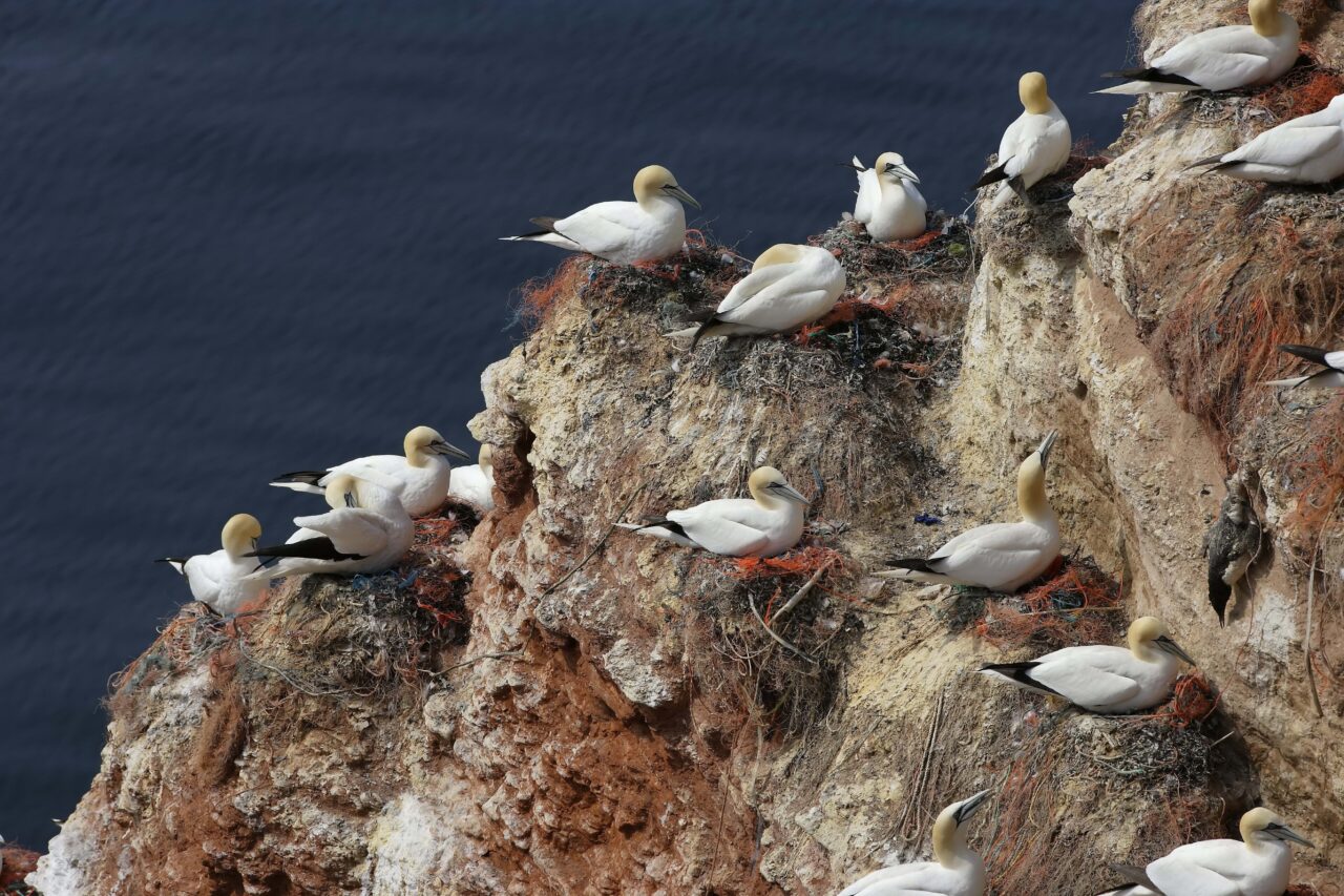 Serene Gulls on Rocky Cliff Coastline Wallpaper | Background FREE ...