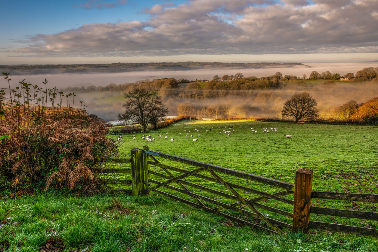 Serene Countryside Green Field Sheep Morning Fog Wallpaper | Background ...