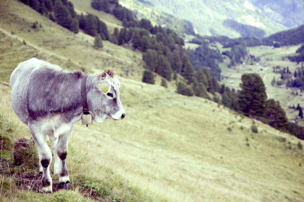 Peaceful Cow in Lush Green Landscape Wallpaper | Background FREE ...