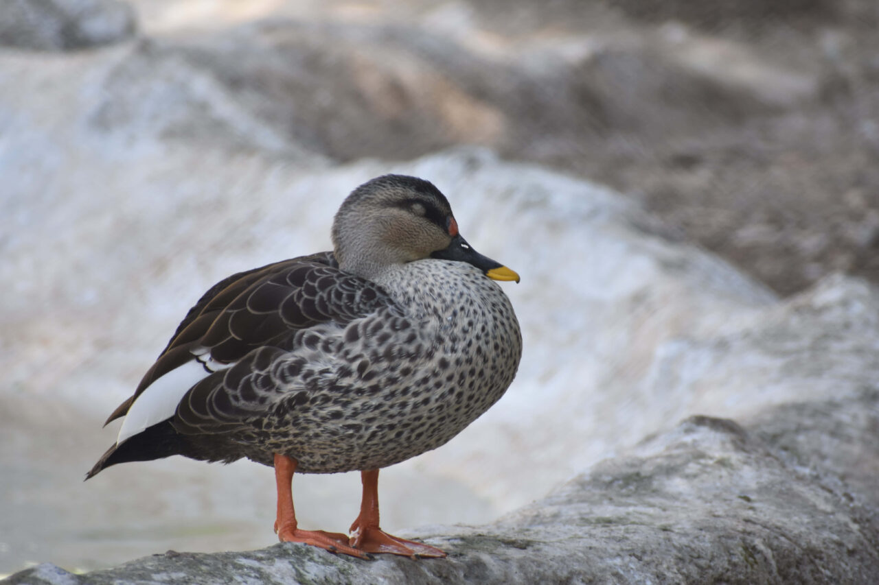 Serene Duck on Rock Nature Wallpaper | Background FREE Download ...