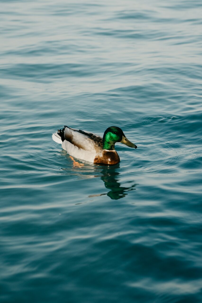 Serene Duck Gliding Blue Water Wallpaper | Background FREE Download ...