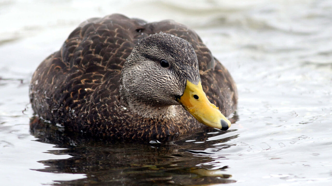 Serene Duck Reflection Wallpaper | Background FREE Download - Vulplex.com