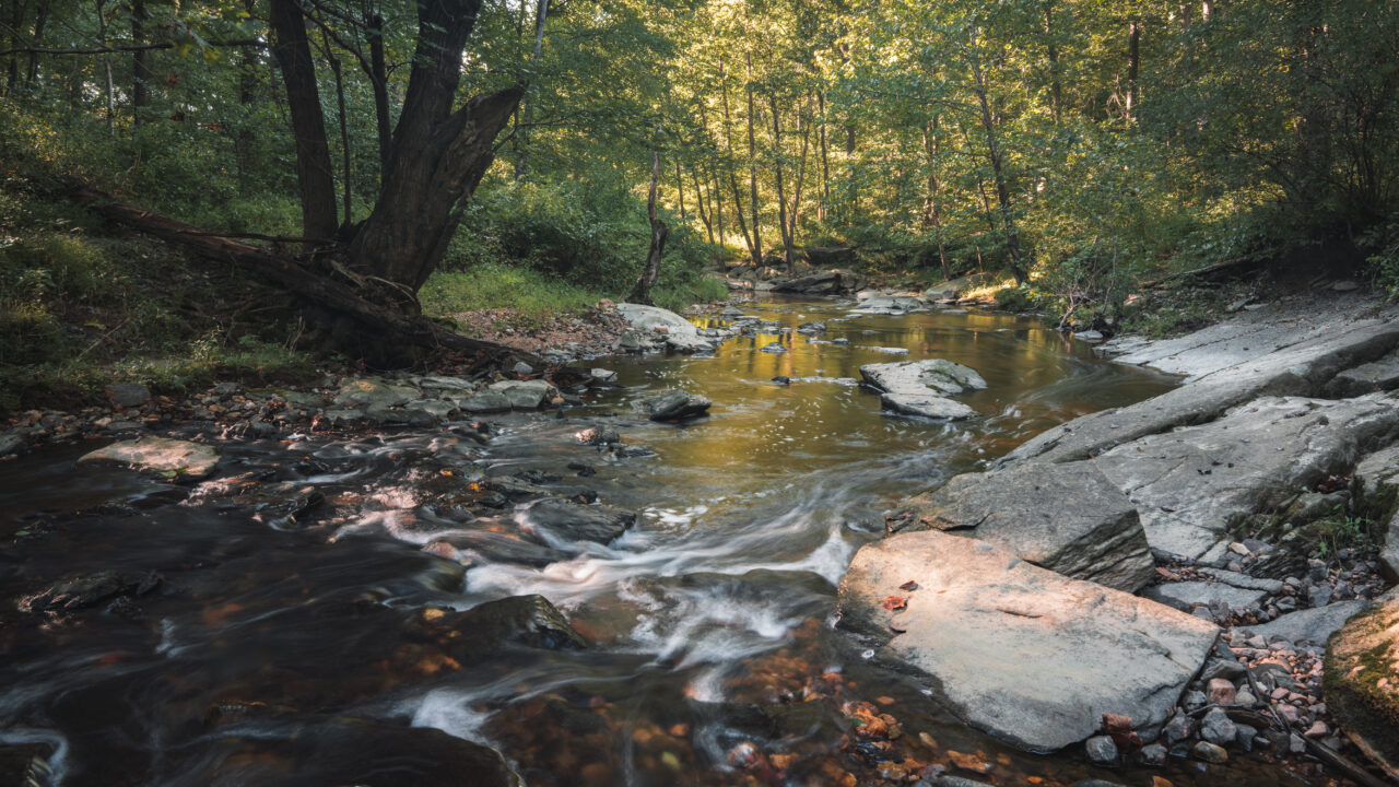 Tranquil Forest Stream with Sunlight Nature Wallpaper | Background FREE ...