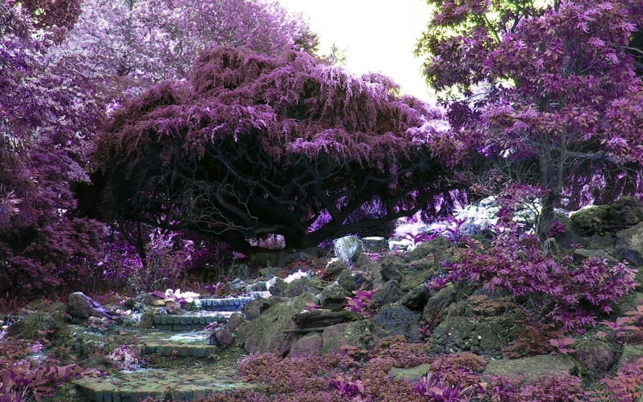Mystical Violet Garden Serenity Wallpaper | Background FREE Download ...