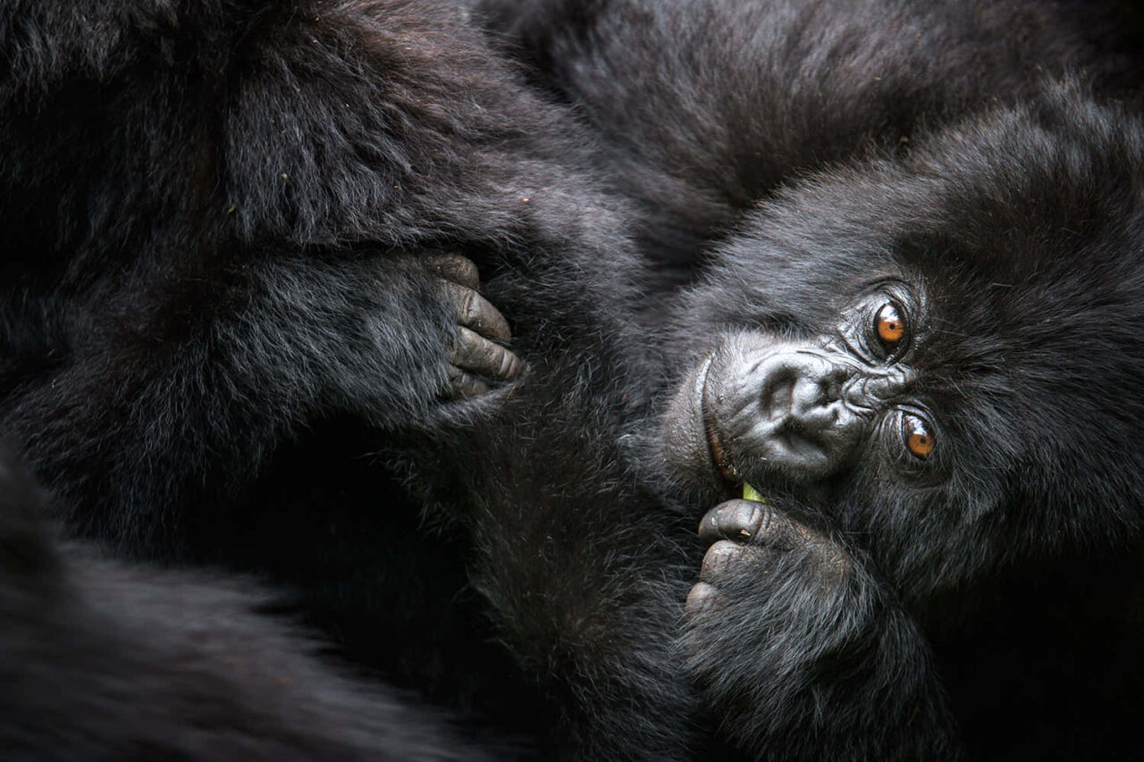 Serene Gorilla Moments Wallpaper | Background FREE Download - Vulplex.com