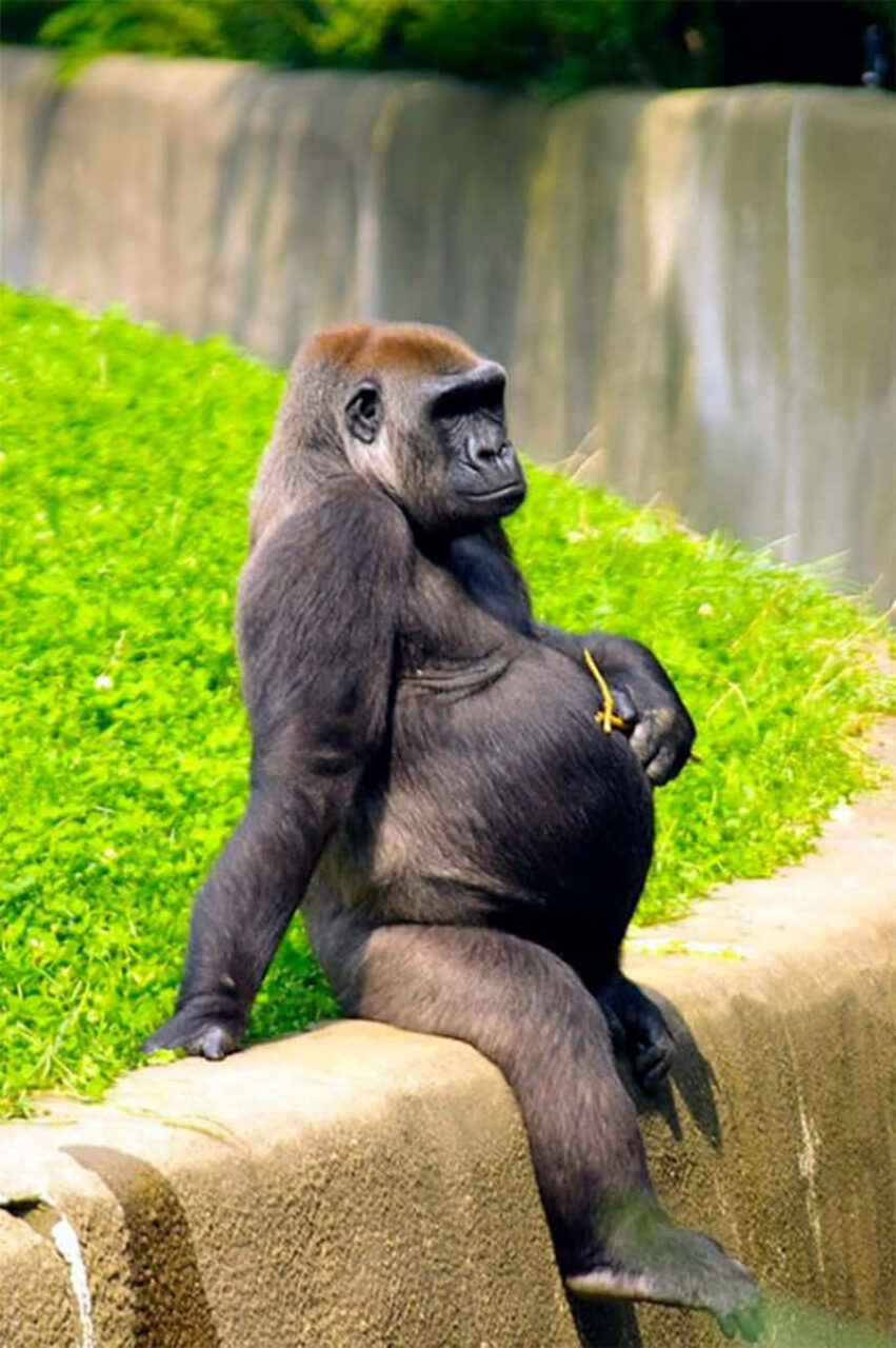 Serene Gorilla Relaxation Wallpaper | Background FREE Download ...