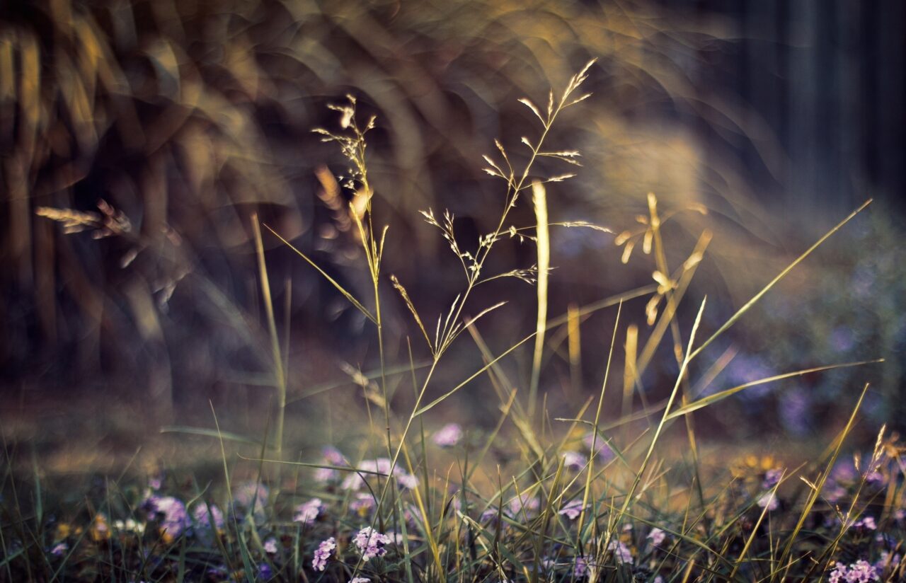Serene Wildflower Embrace Wallpaper | Background FREE Download ...
