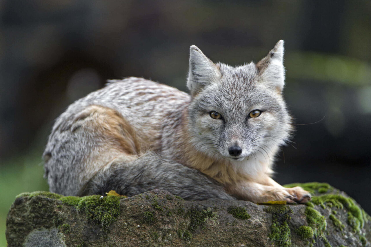 Serene Gray Fox in Forest Wallpaper | Background FREE Download ...