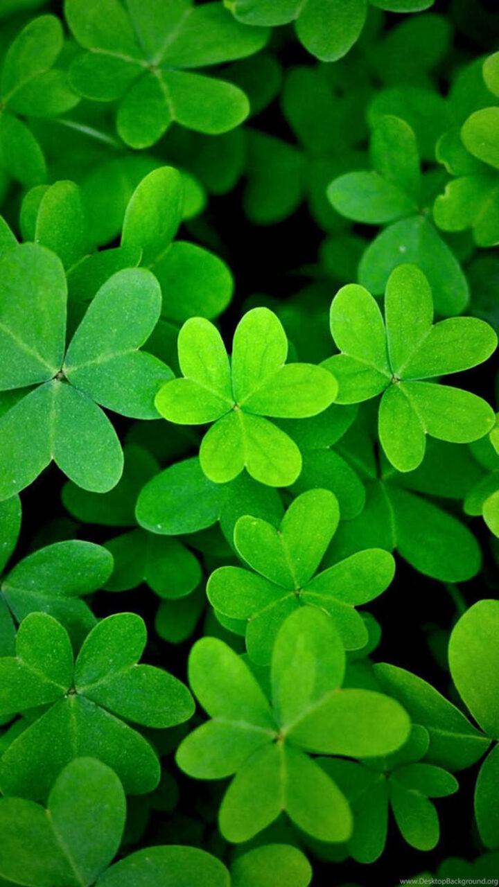 Serene Green Clover Leaves Aesthetic Wallpaper | Background FREE ...