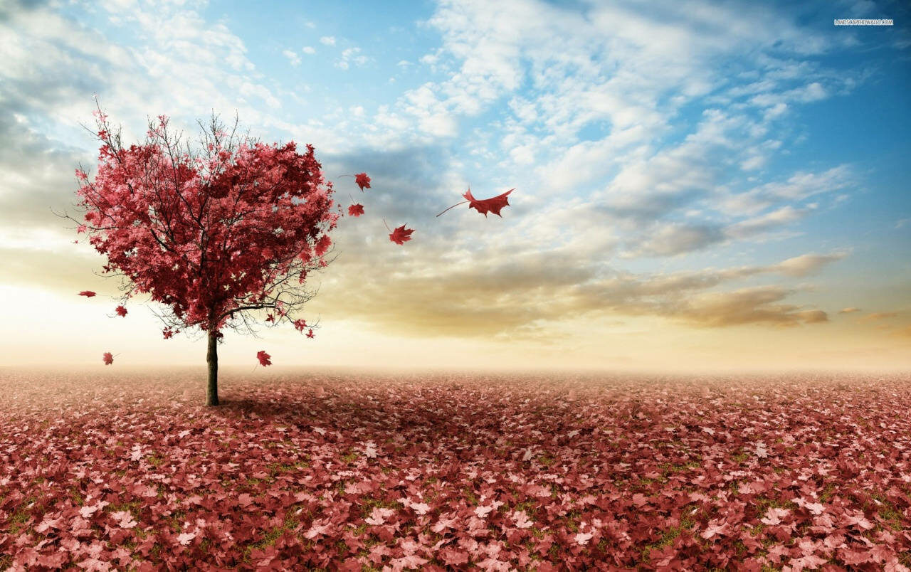 Red Leaves Serenity Wallpaper | Background FREE Download - Vulplex.com