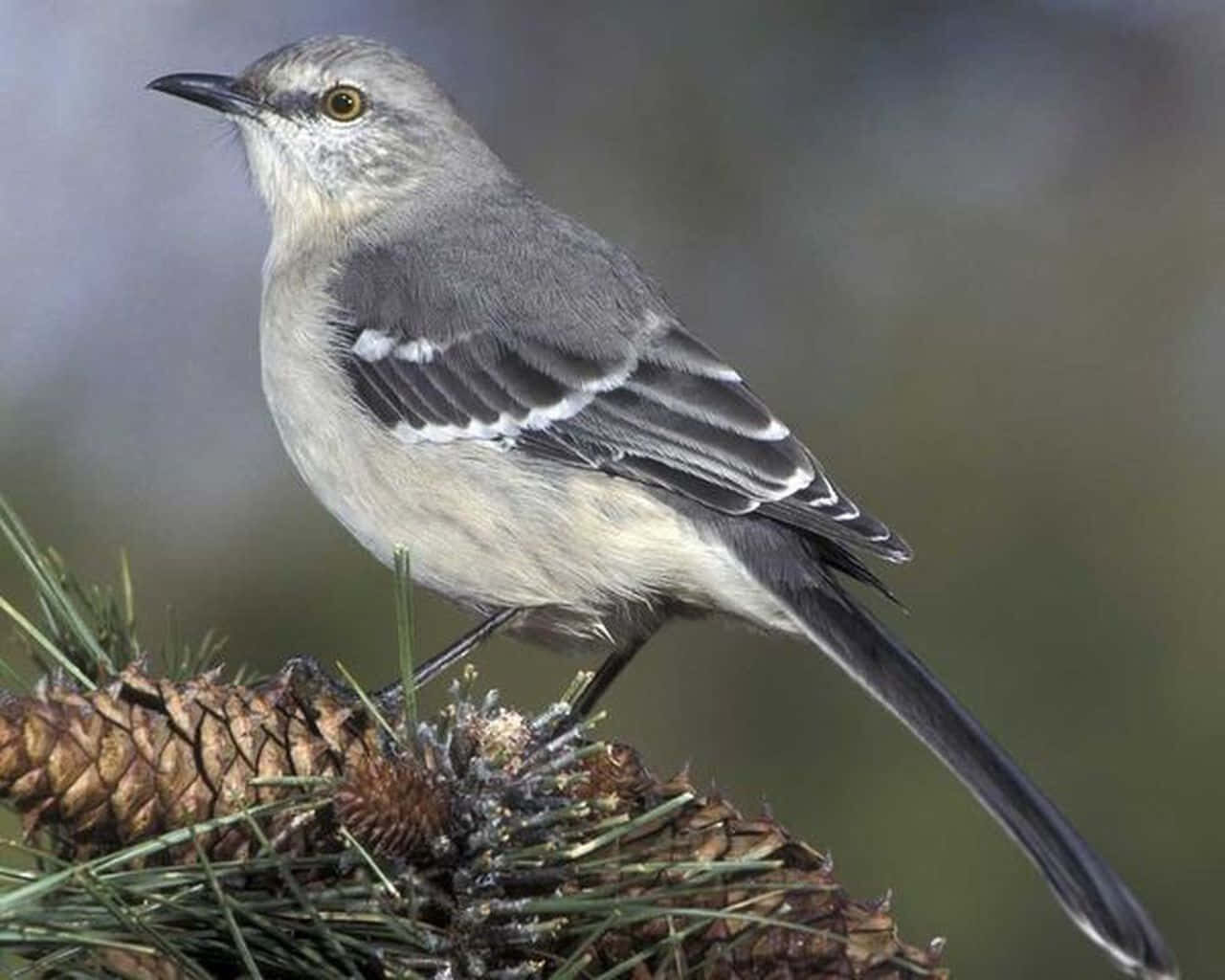 Serene Mockingbird at Tree Branch Wallpaper | Background FREE Download ...