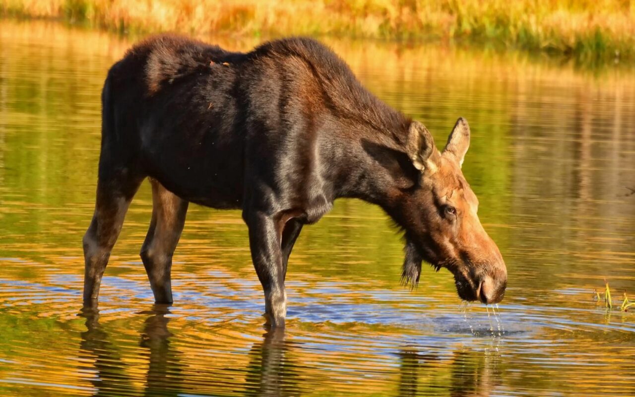 Serene Moose in Vibrant Sunset Wallpaper | Background FREE Download ...