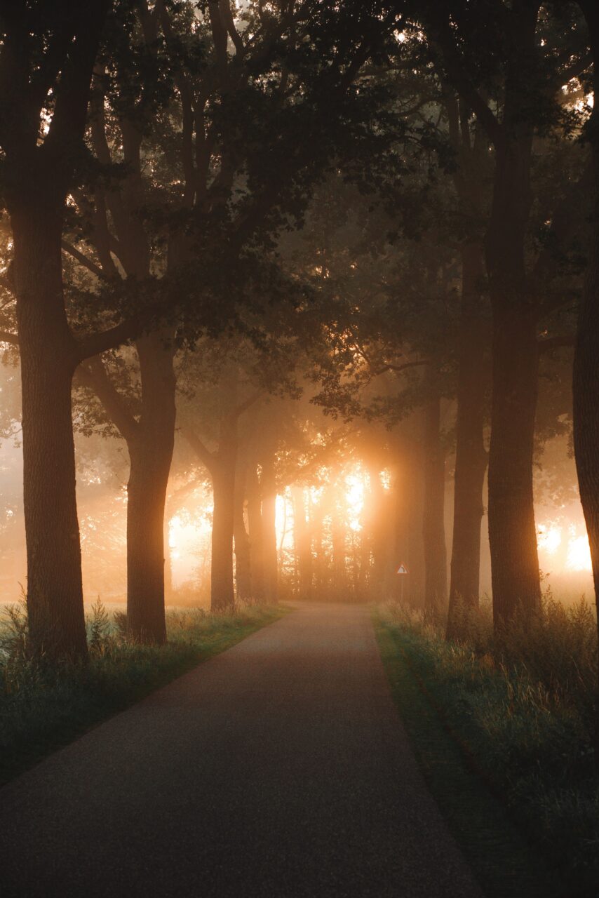 Golden Morning Light on Tree-Lined Road Wallpaper | Background FREE ...