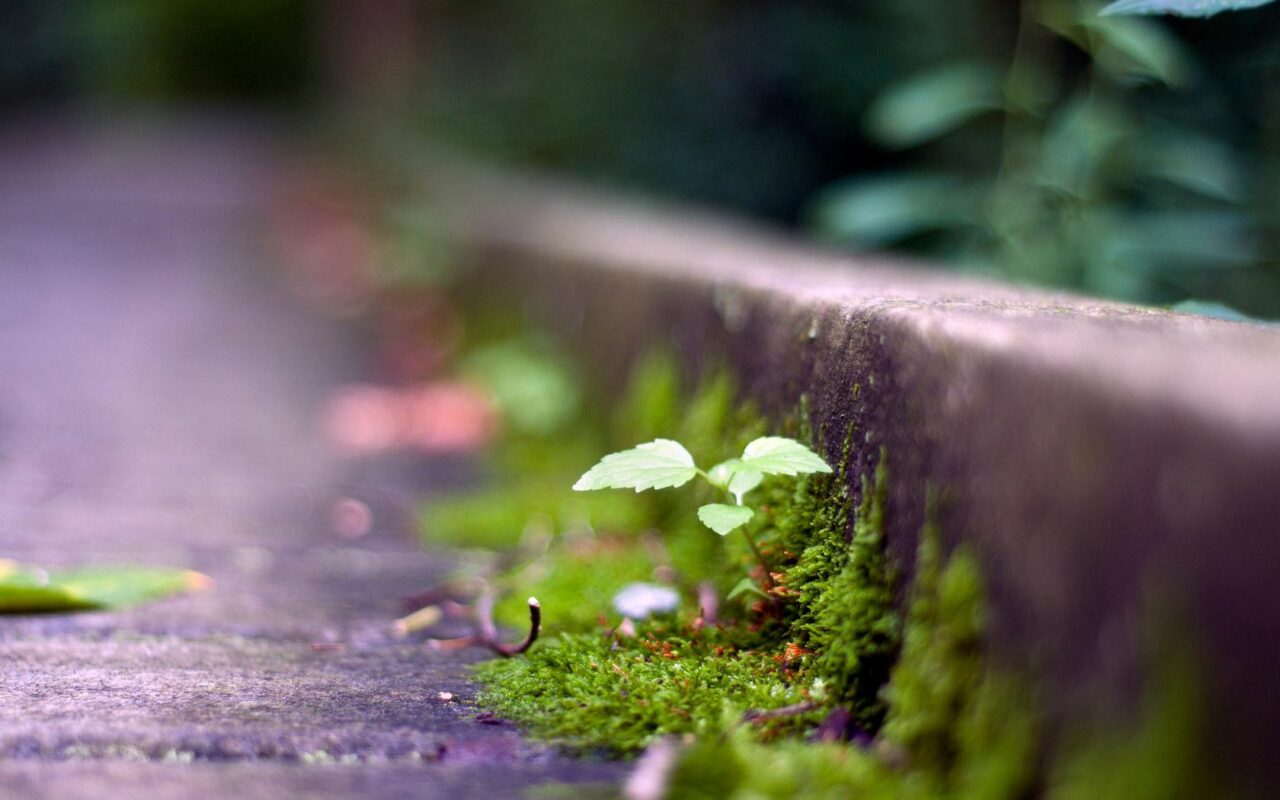 Mossy Pathway Embraced by Soft Natural Light Wallpaper | Background ...