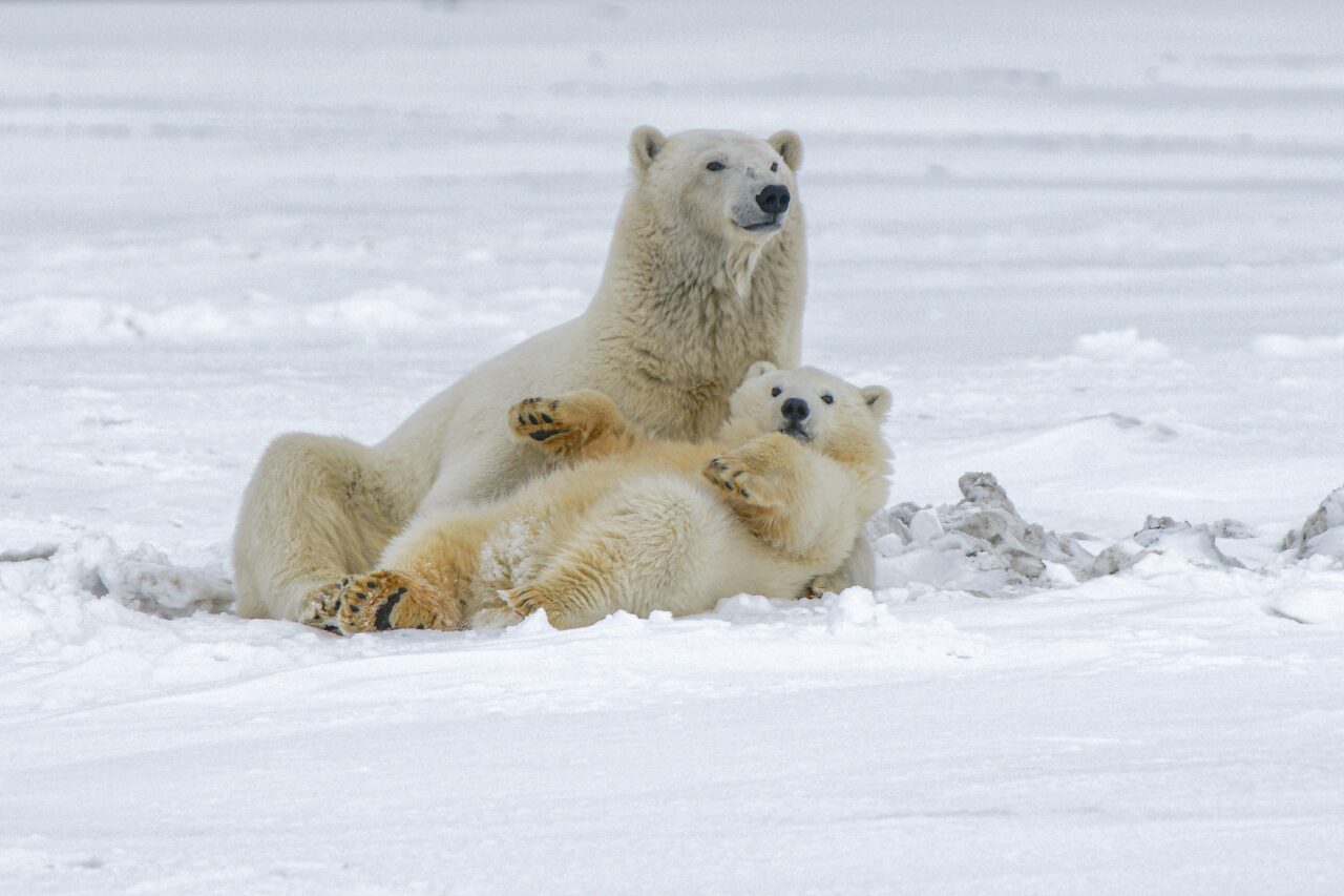Serene Polar Bears Winter Wonderland Wallpaper | Background FREE ...
