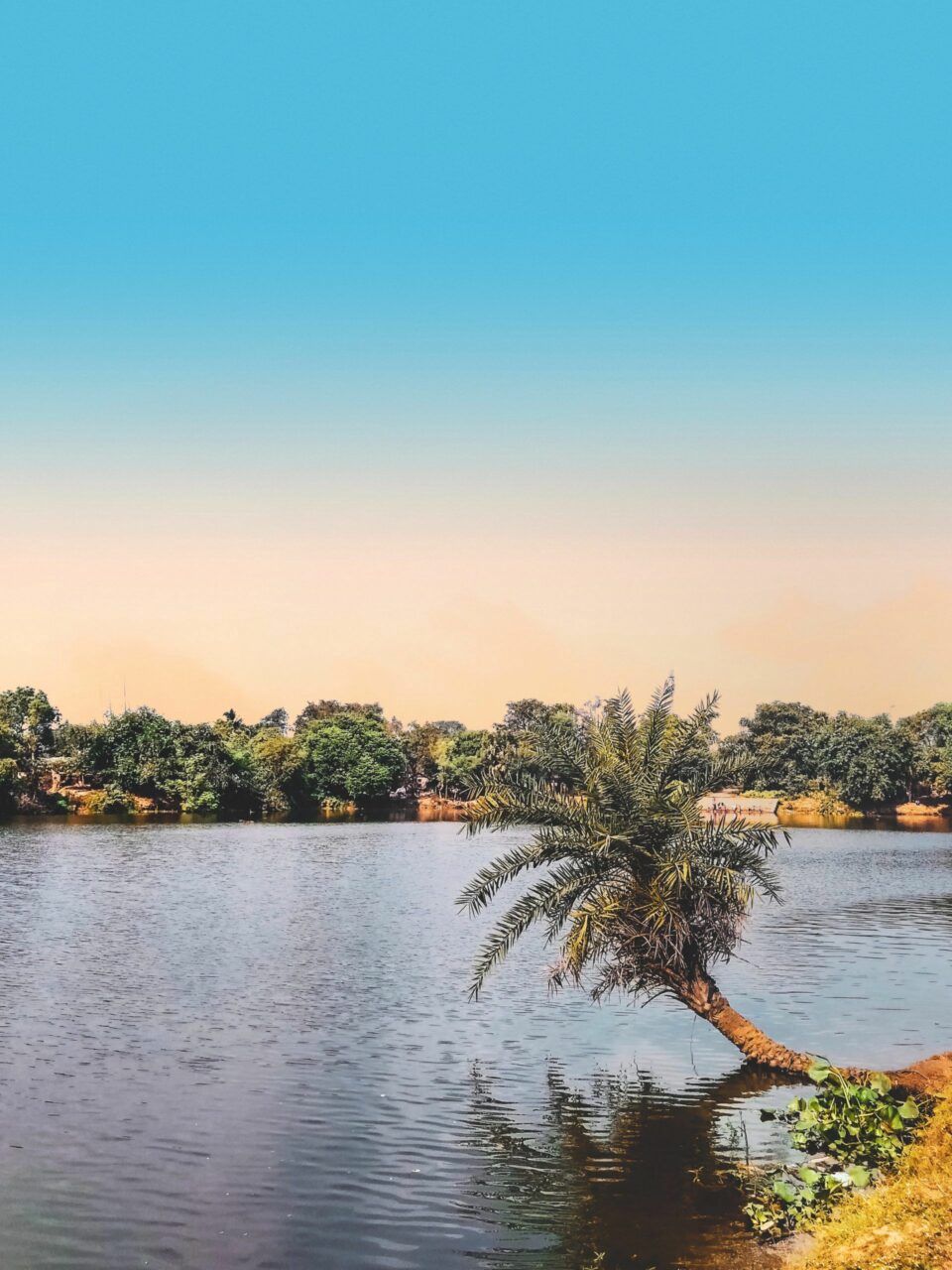 Serene Riverside Palm Tree and Lush Green Nature Wallpaper | Background ...