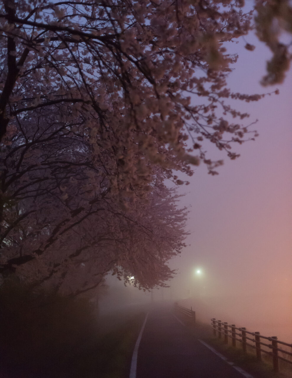 Dreamy Sakura Pathway at Dusk Foggy Purple Pink Wallpaper | Background ...