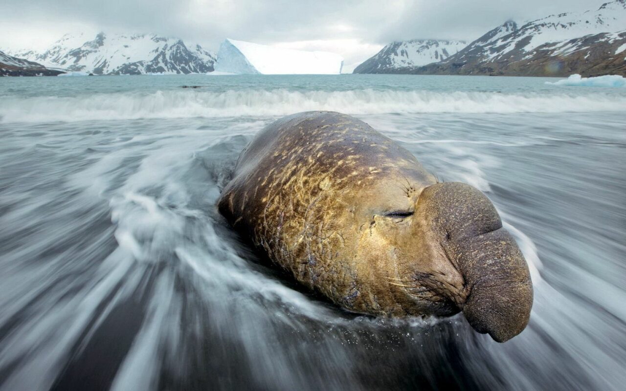 Serene Sea Elephant at Fortuna Bay Wallpaper | Background FREE Download ...