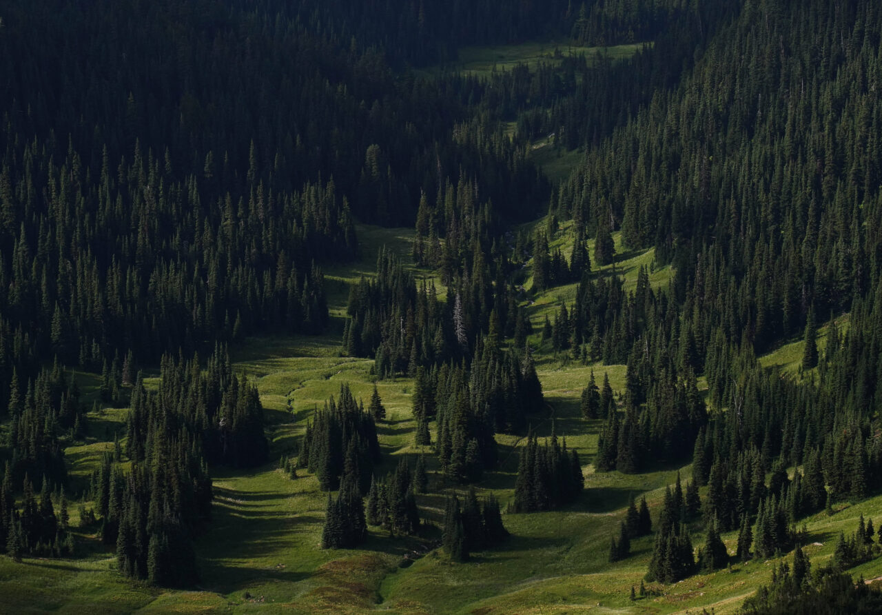 Lush Spruce Forest on Rolling Slopes Natural Green Wallpaper ...