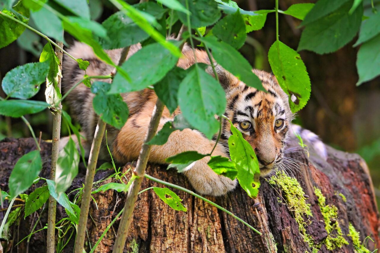 Tiger Cub Serenity Jungle Wallpaper | Background FREE Download ...