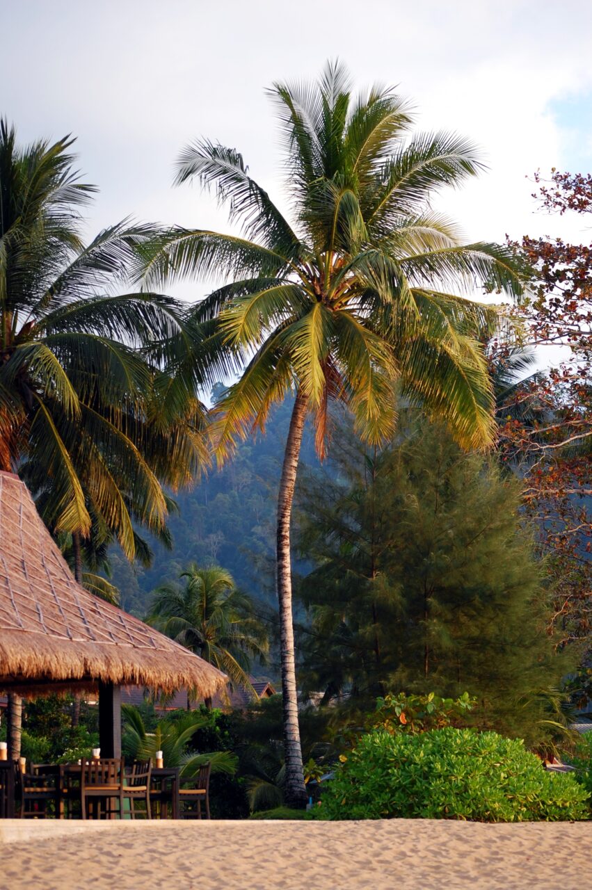 Tropical Palm Trees and Hut Nature Retreat Wallpaper | Background FREE ...