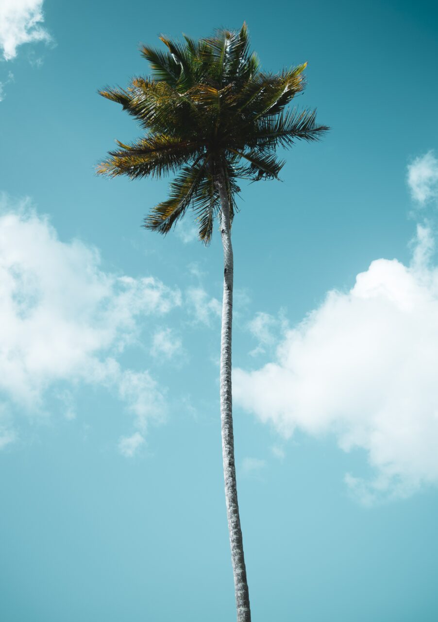 Tropical Palm Tree Blue Sky Calm Minimal Wallpaper | Background FREE ...