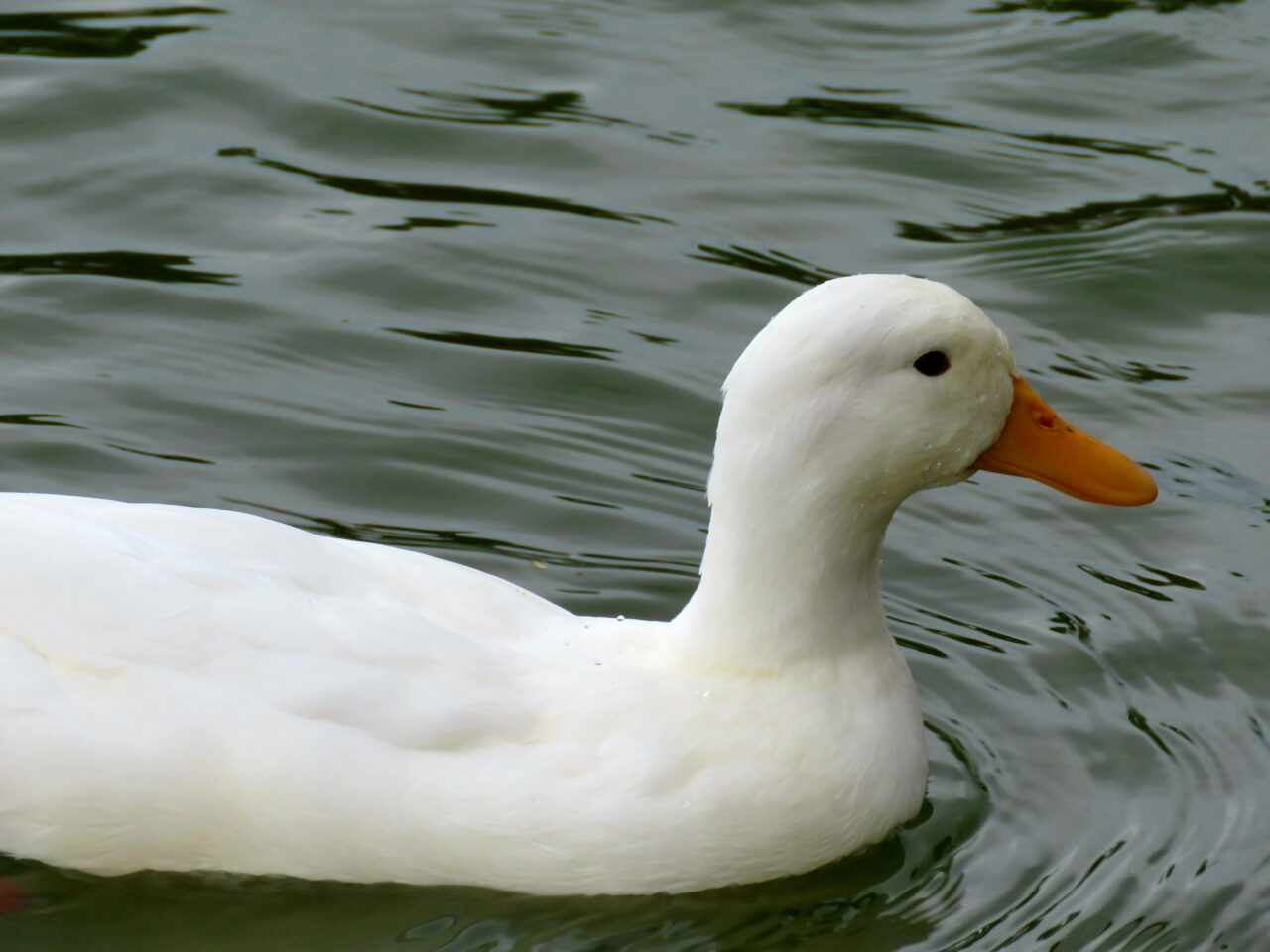 Calm Duck Reflections Wallpaper | Background FREE Download - Vulplex.com